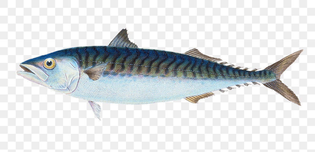Mackerel png sticker, fish vintage | Premium PNG - rawpixel