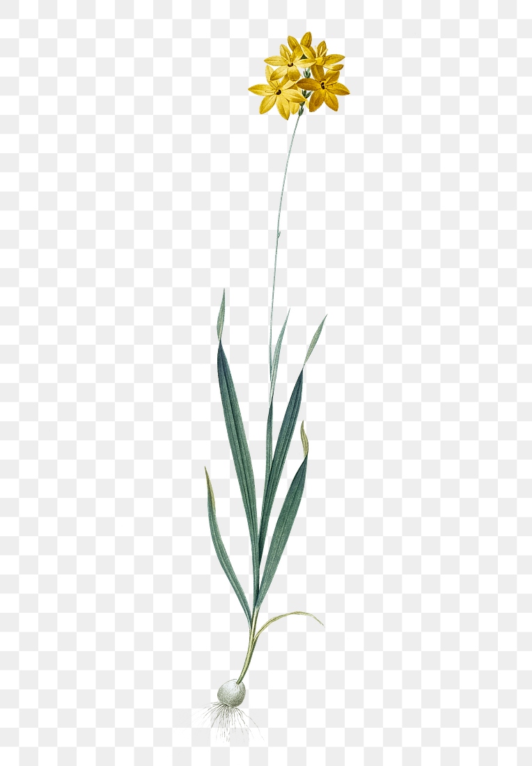 Orange Ixia png sticker, vintage | Premium PNG - rawpixel