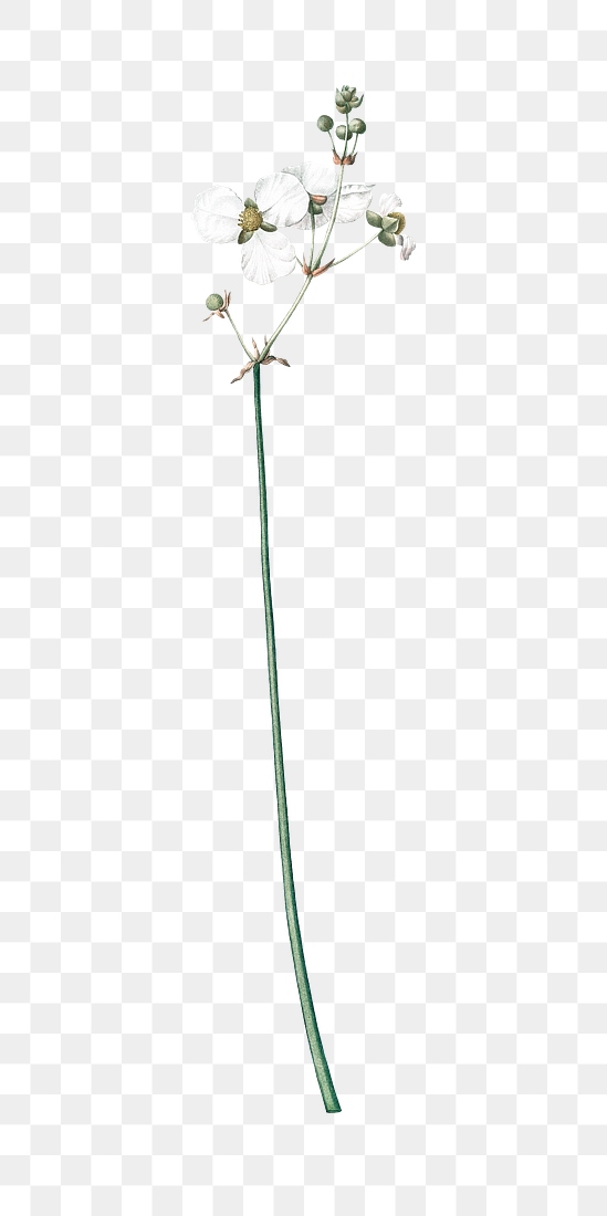 Small flower png vintage illustration, | Premium PNG - rawpixel
