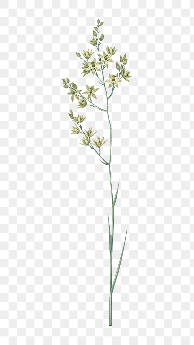 Small flower png vintage illustration, | Premium PNG - rawpixel