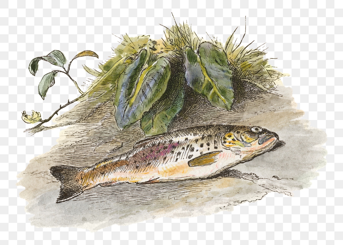 Dead fish png watercolor illustration | Premium PNG - rawpixel