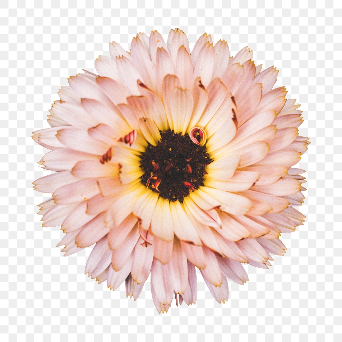 Pink daisy flower png, transparent | Free PNG - rawpixel