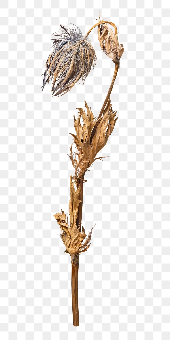 Aesthetic dried flower png collage | Premium PNG - rawpixel Aesthetic dried flower png collage | Premium PNG - rawpixel