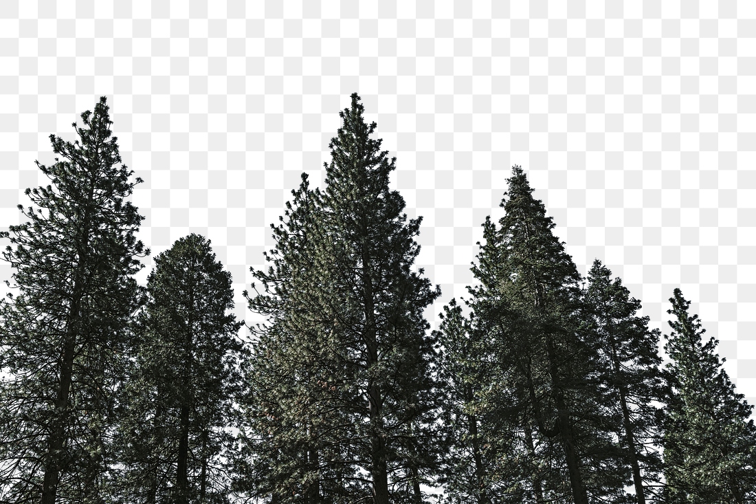 PNG Pine trees border, transparent | Premium PNG - rawpixel