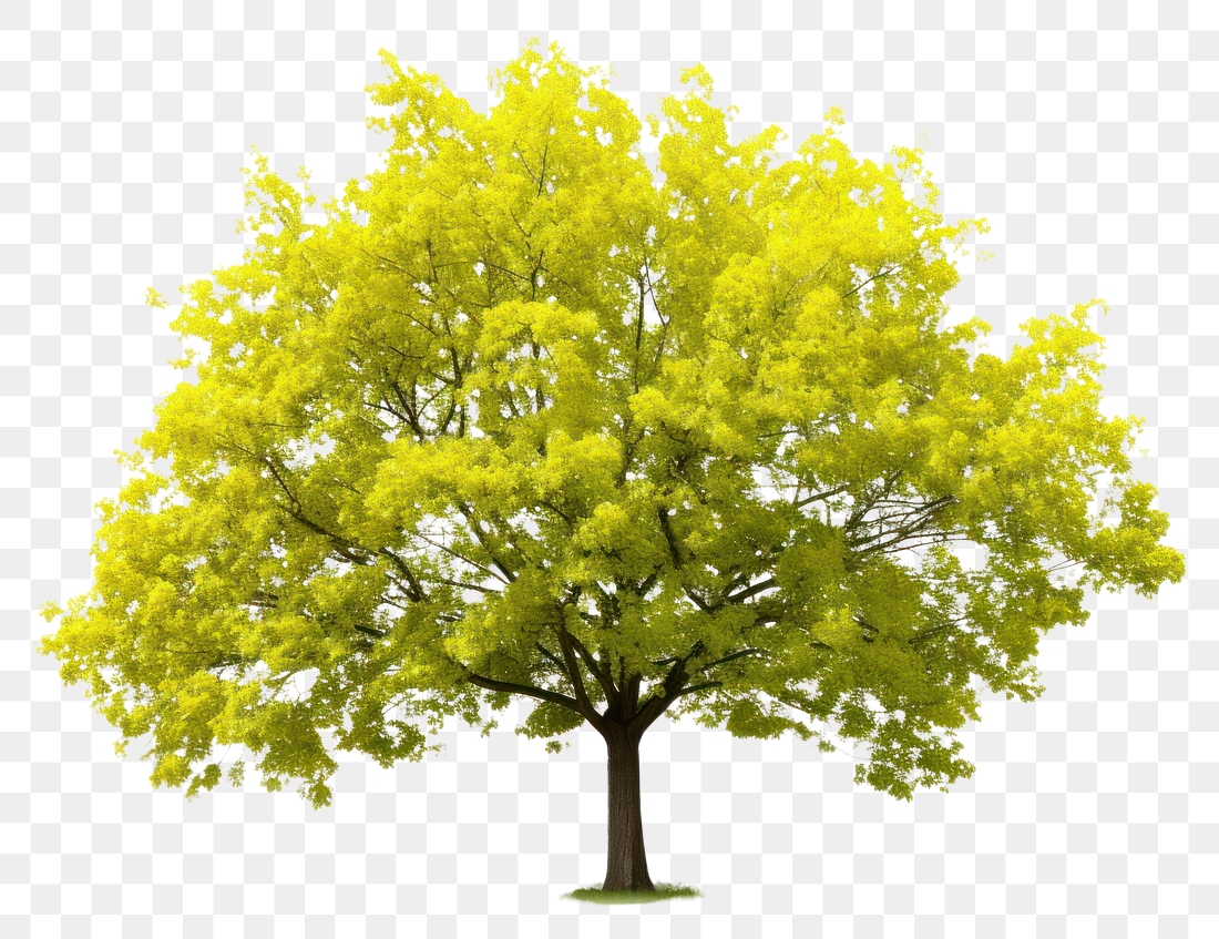 PNG Tree plant maple white | Premium PNG - rawpixel