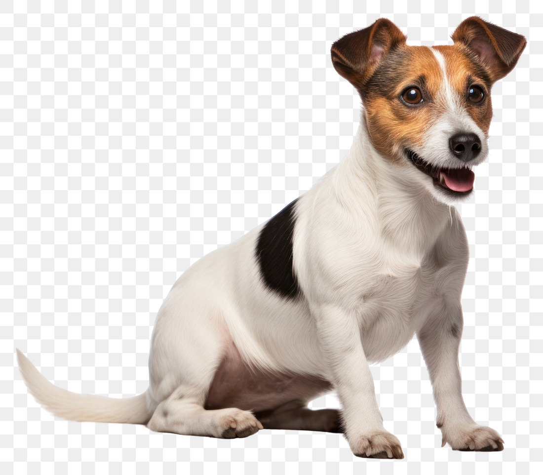 PNG Jack Russell terrier mammal | Free PNG - rawpixel