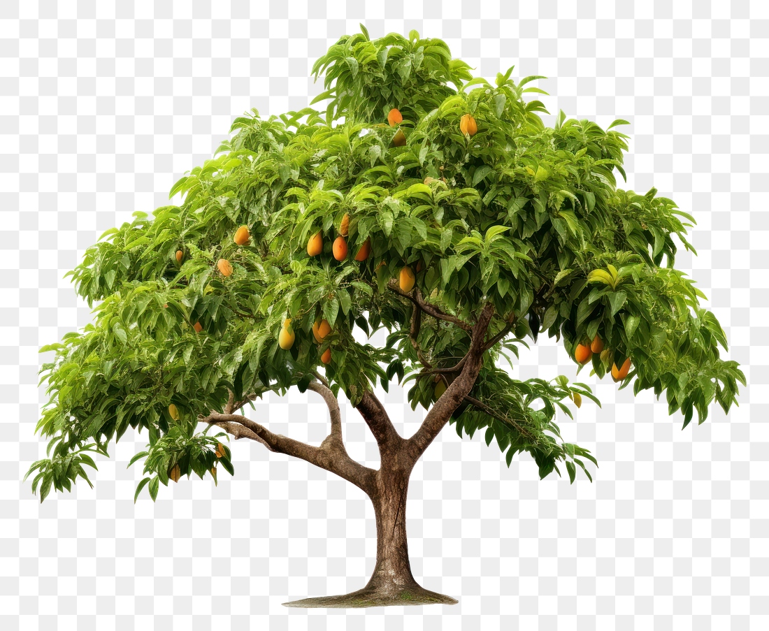 PNG Mango tree plant fruit | Premium PNG - rawpixel