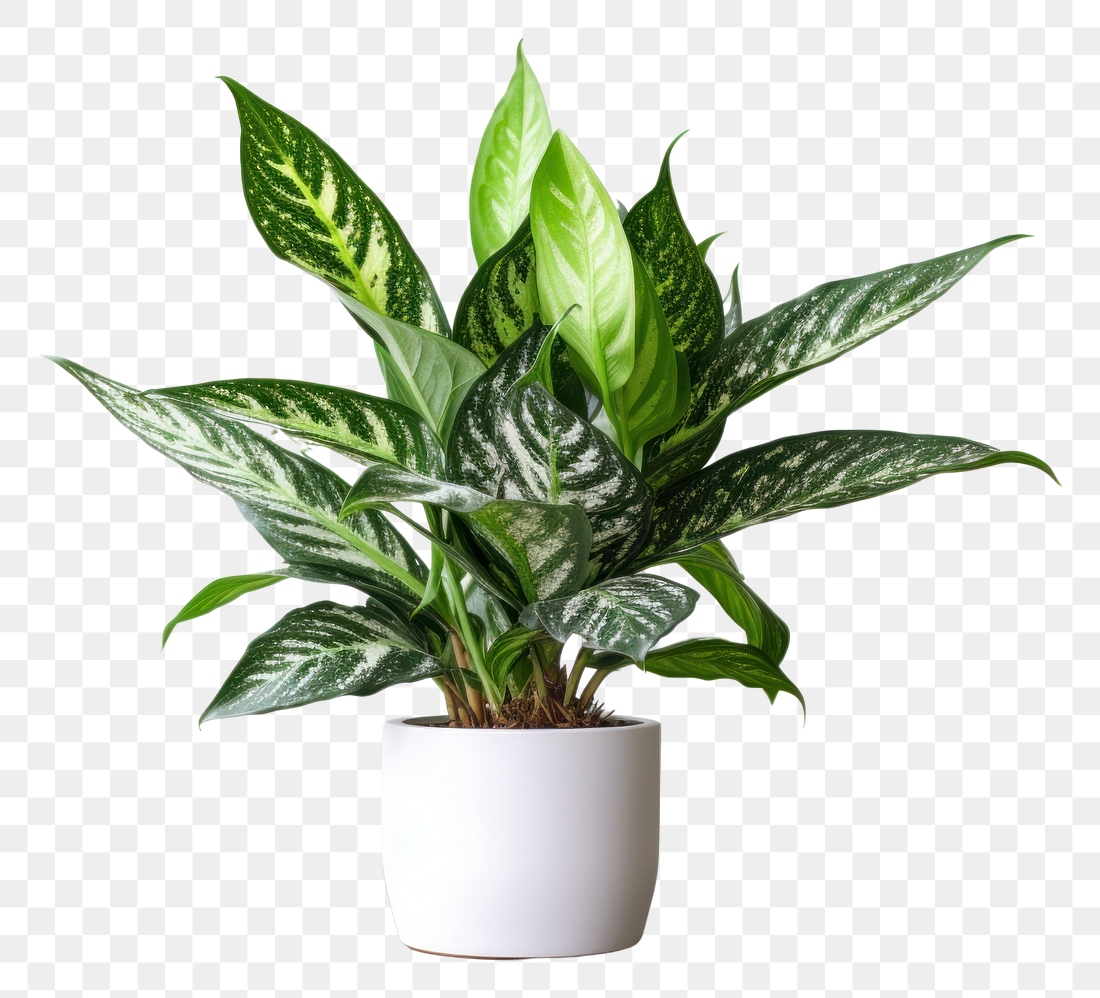 PNG Dieffenbachia Compacta plant leaf | Premium PNG - rawpixel