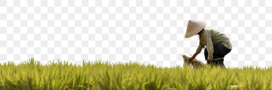 PNG Agriculture rice field agriculture | Premium PNG - rawpixel