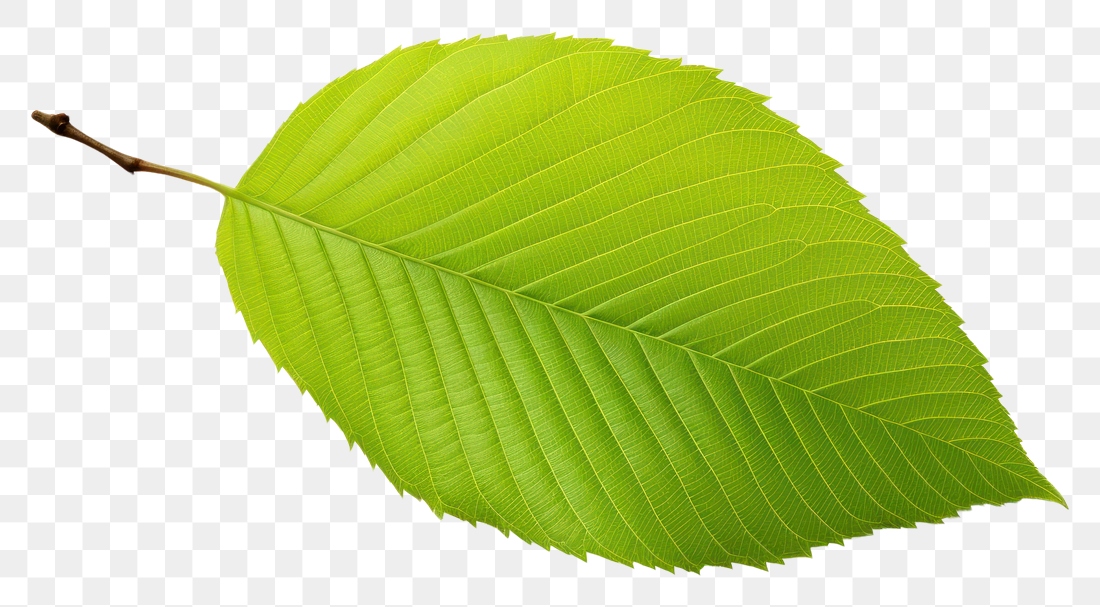 PNG Beech tree leaf plant | Free PNG - rawpixel