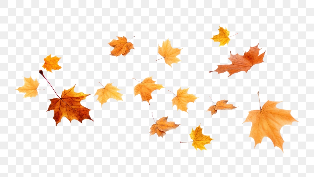 Falling maple leaf png, transparent | Free PNG - rawpixel