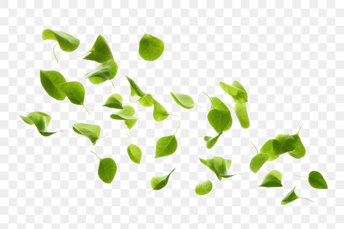 Falling leaf png, transparent background | Premium PNG - rawpixel