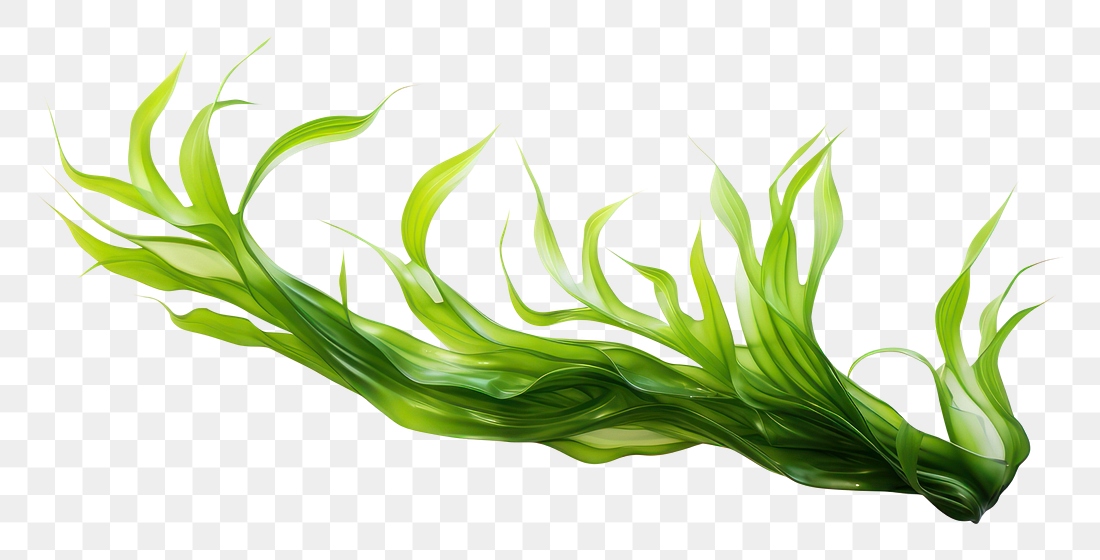 PNG Seaweed plant algae green. | Free PNG - rawpixel