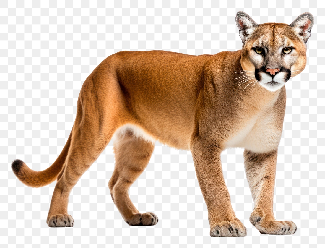 PNG Puma wildlife animal mammal. | Premium PNG - rawpixel
