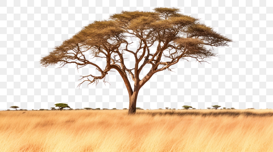 PNG Tree savanna landscape grassland. | Premium PNG - rawpixel