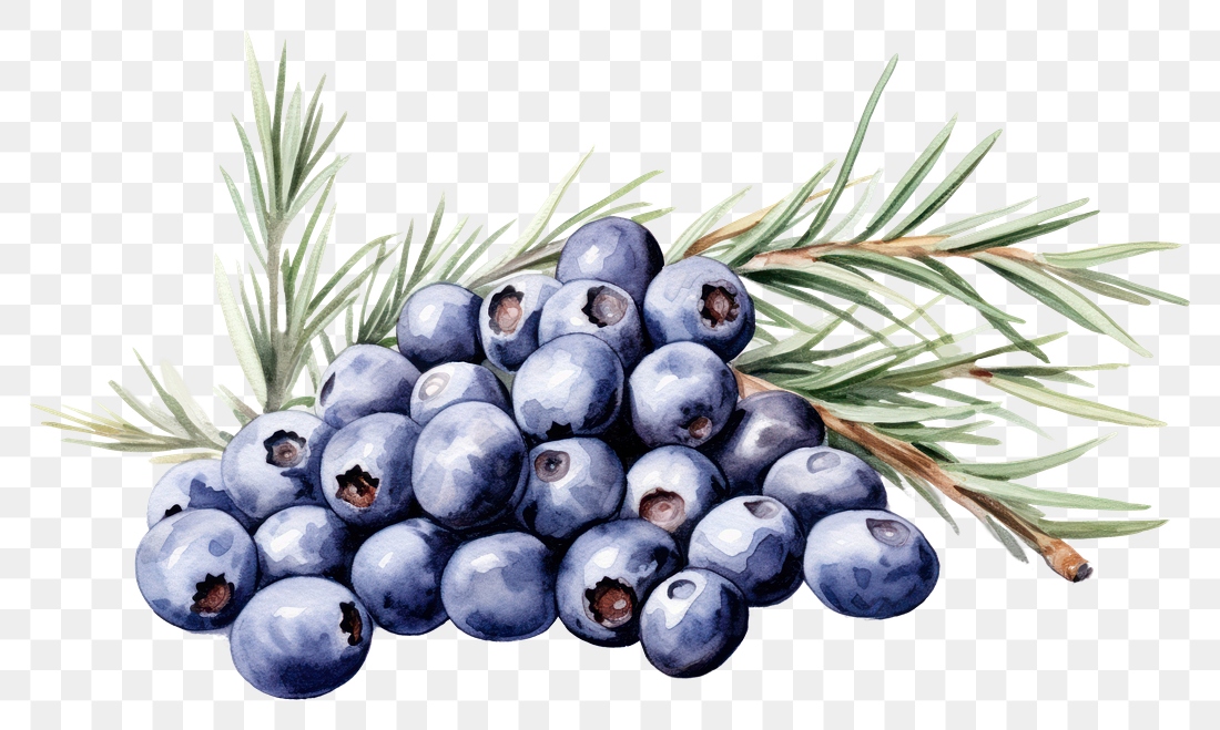 PNG Watercolor juniper berries blueberry | Premium PNG - rawpixel