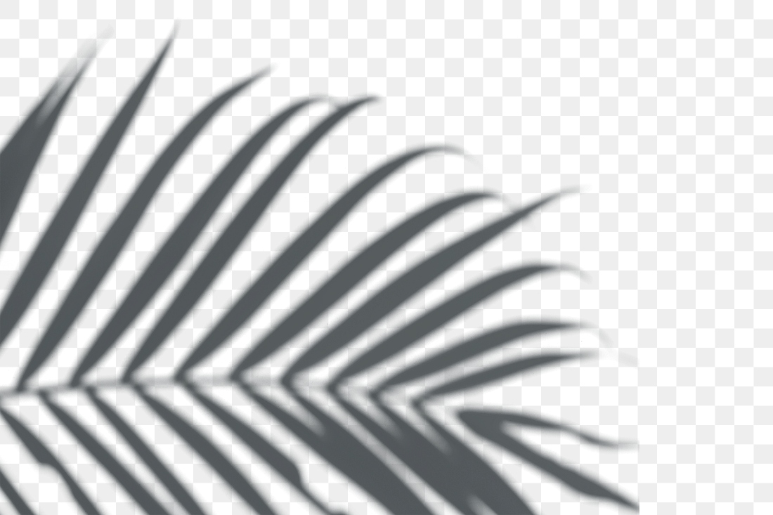 PNG Leaf shadow effect, transparent | Premium PNG - rawpixel