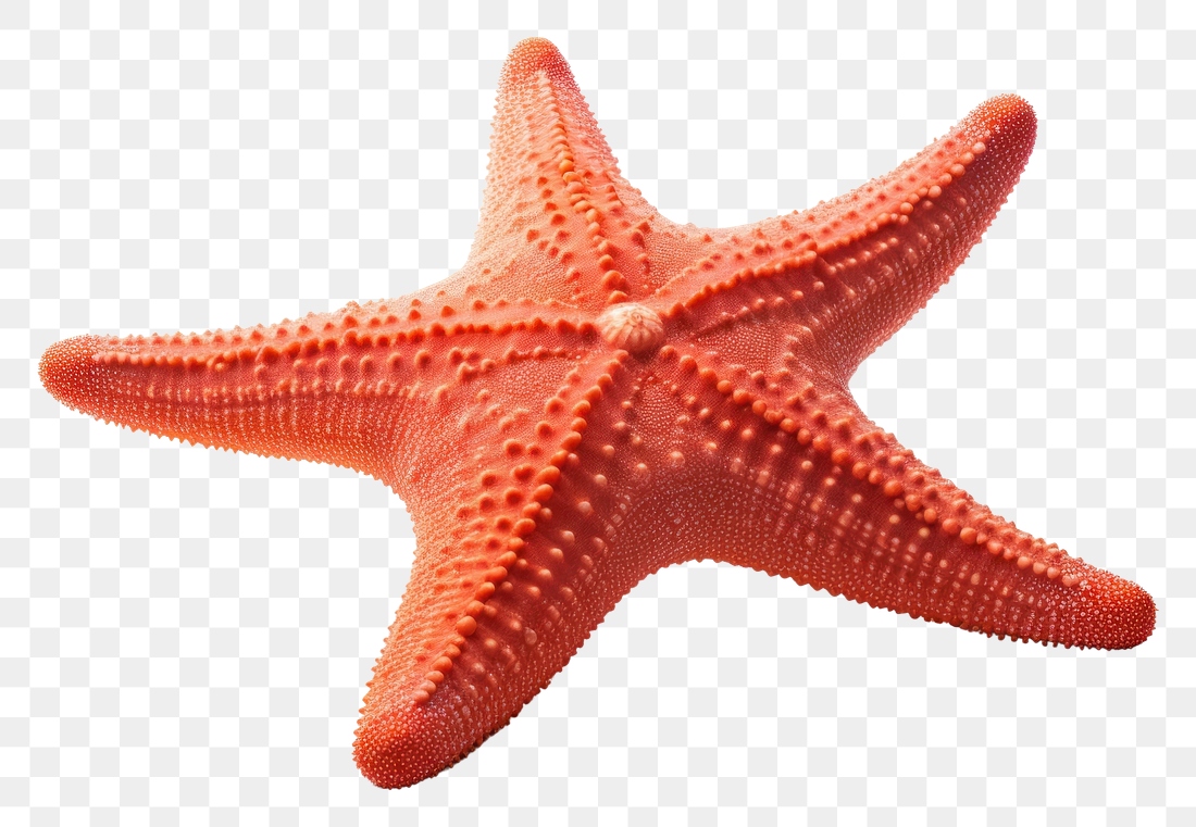 PNG Starfish invertebrate echinoderm shellfish. | Free PNG - rawpixel