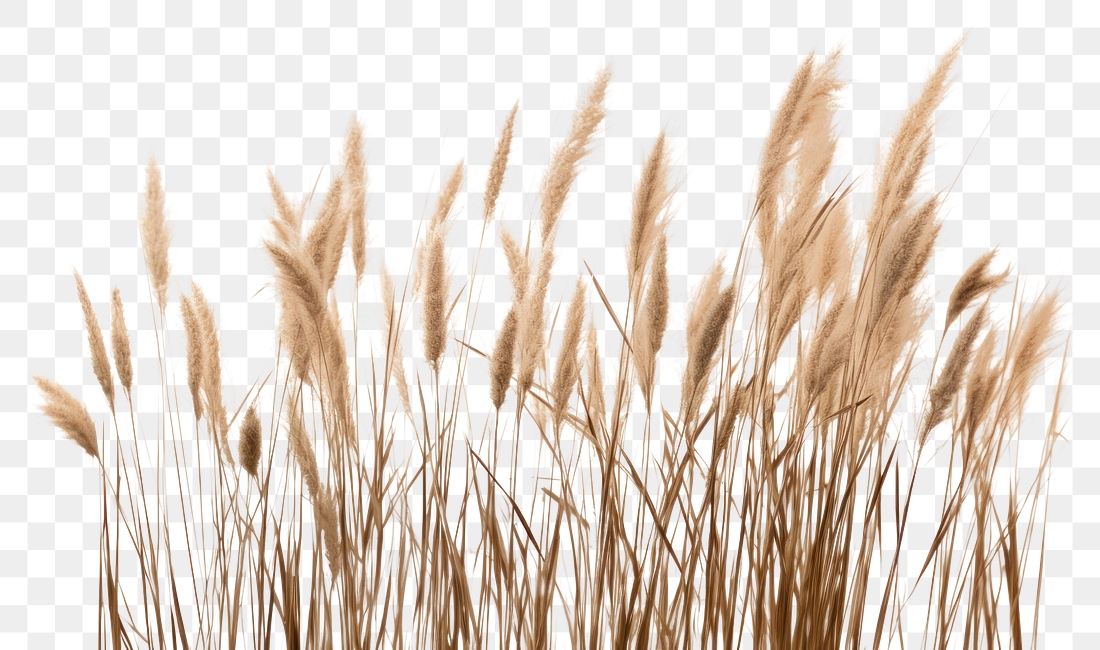 PNG Dry grass backgrounds plant | Free PNG - rawpixel