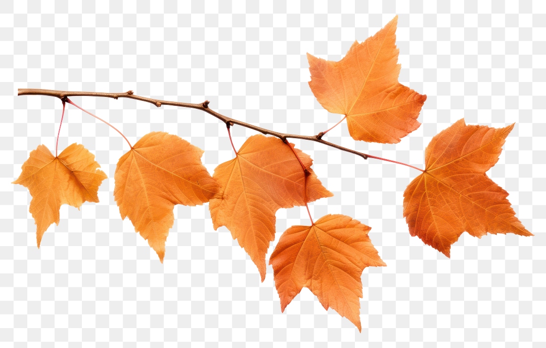 PNG Autumn tree leaves plant | Free PNG - rawpixel