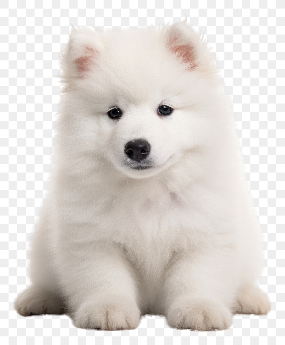 PNG Puppy samoyed mammal animal | Free PNG - rawpixel