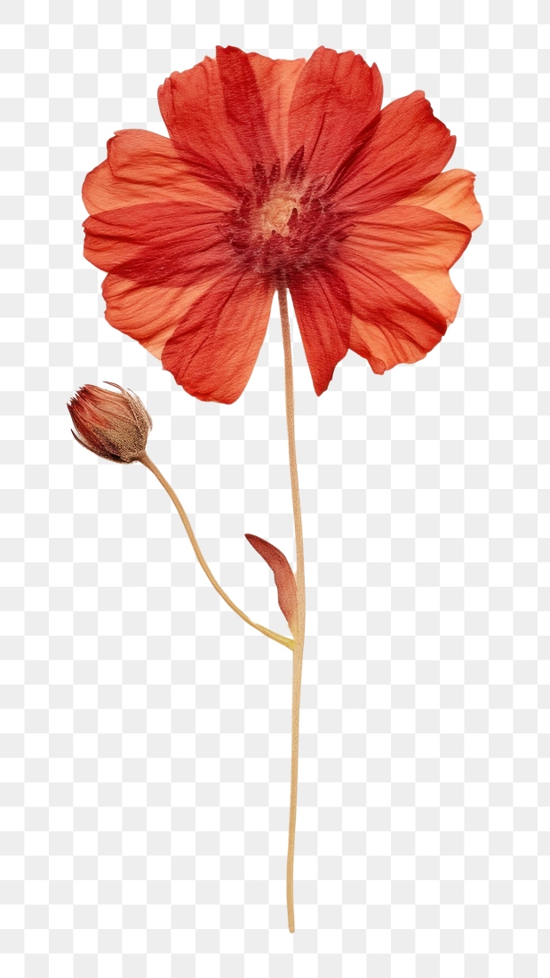 PNG Real pressed single red | Free PNG - rawpixel