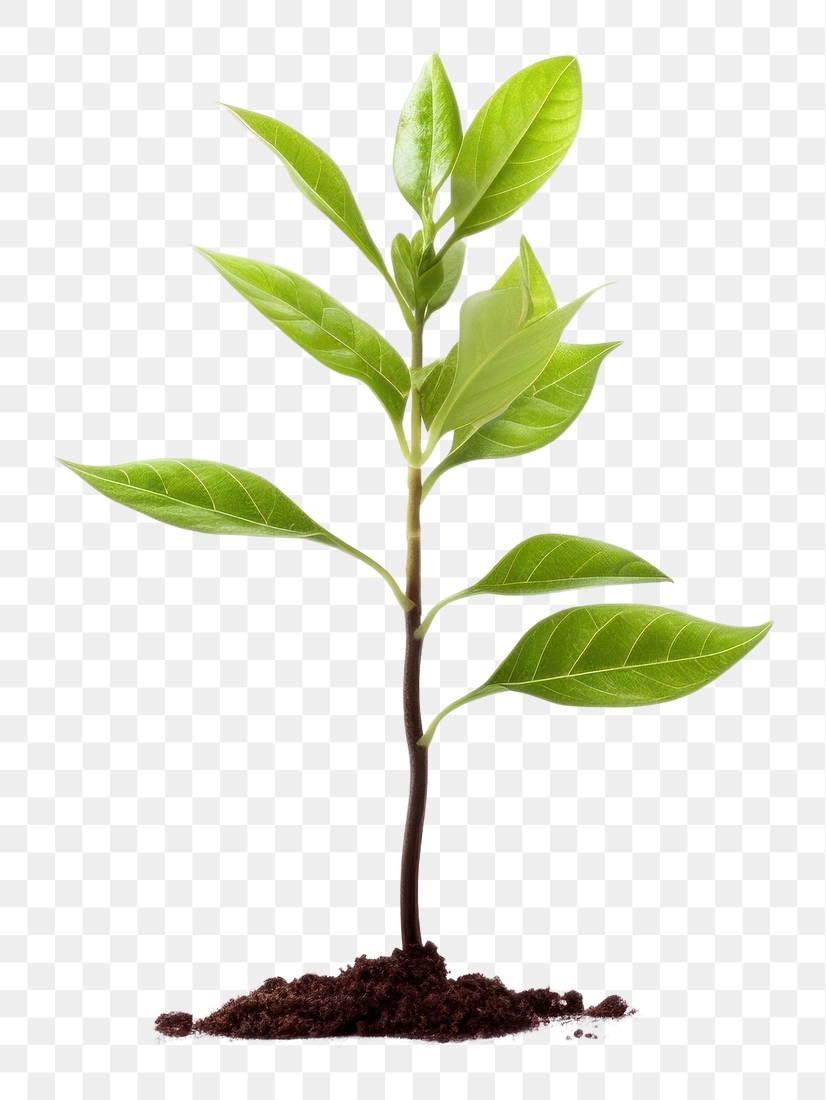 PNG Plant sapling leaf soil | Premium PNG - rawpixel