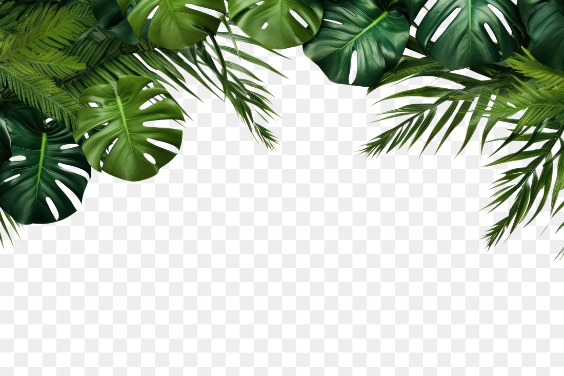 PNG tropical leaf border, transparent | Premium PNG - rawpixel