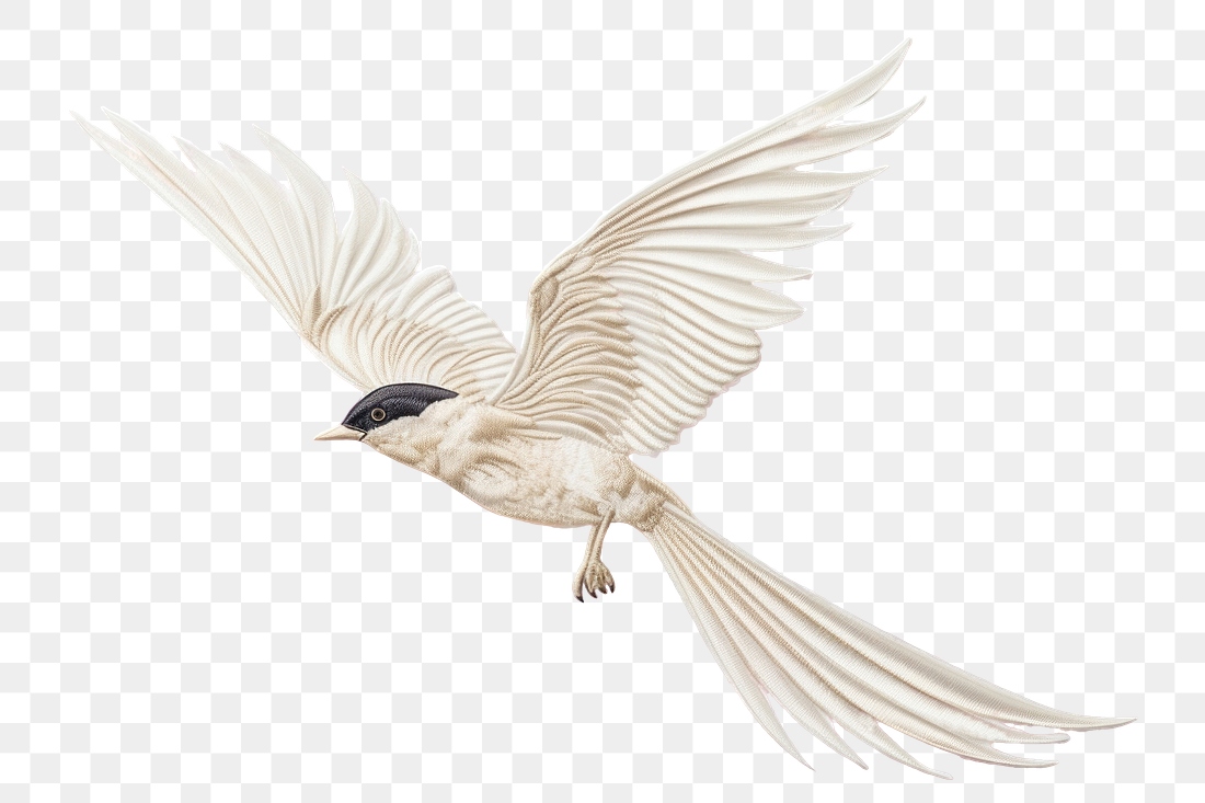 PNG Flying bird drawing animal | Premium PNG - rawpixel