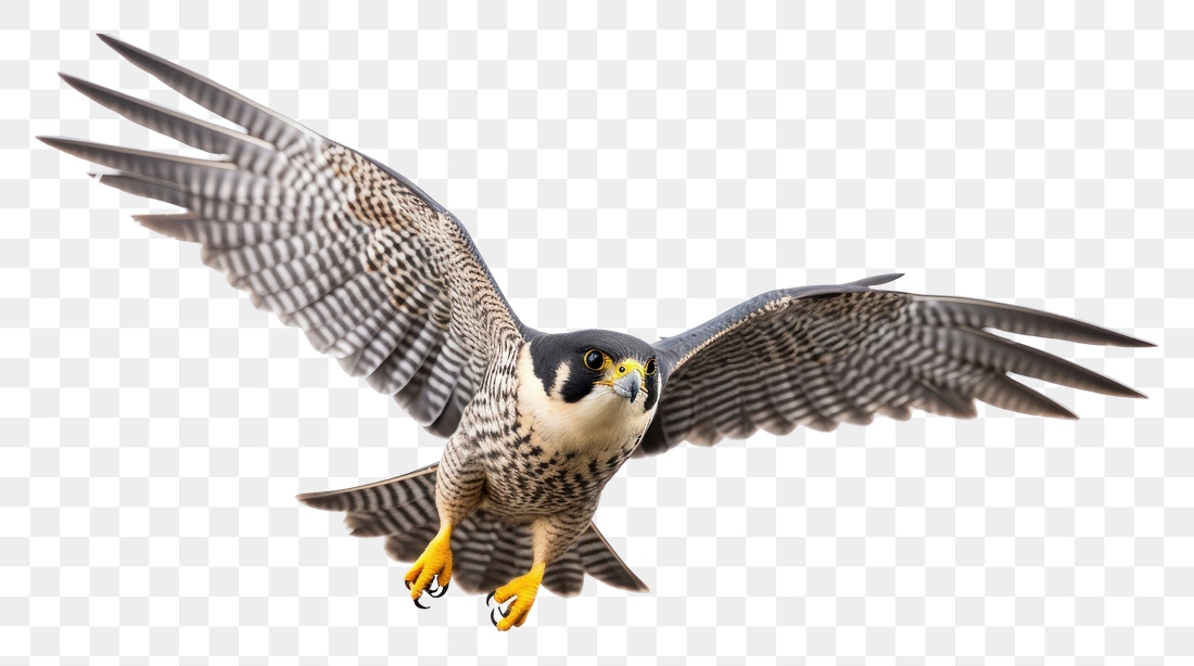 PNG Peregrine falcon flight buzzard | Free PNG - rawpixel