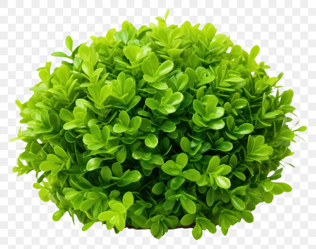 PNG Green bush plant herbs | Premium PNG - rawpixel