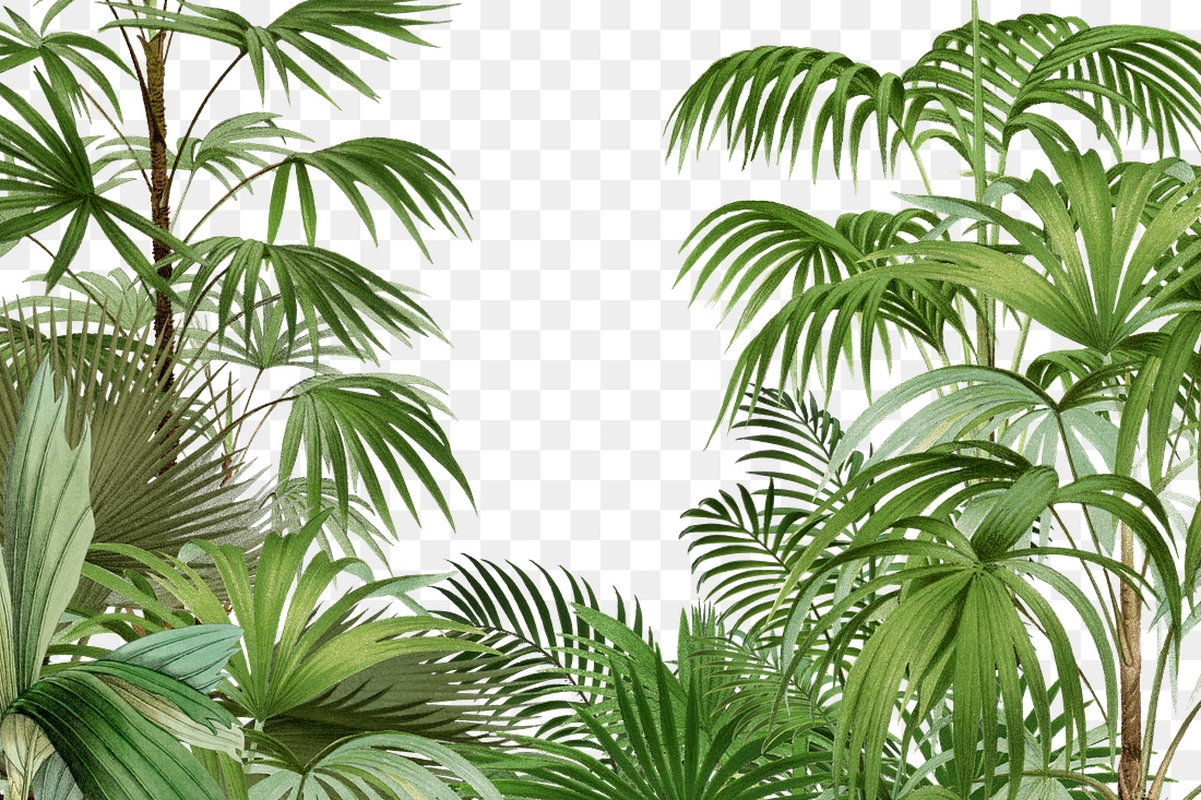 PNG Vintage jungle border, transparent | Premium PNG - rawpixel