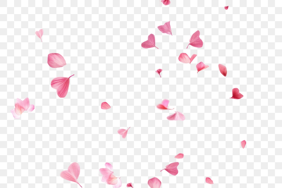 PNG Falling flower pink petals | Premium PNG - rawpixel