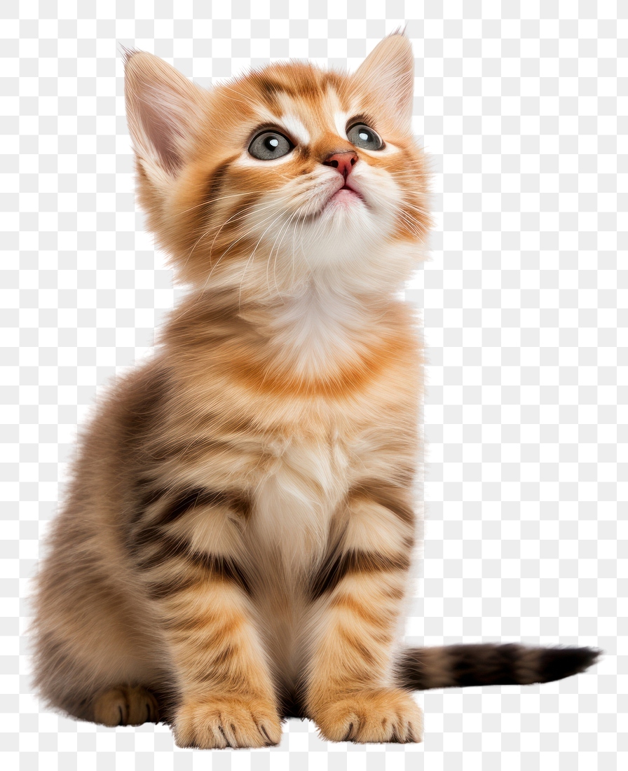 PNG Cute kitten portrait mammal | Premium PNG - rawpixel