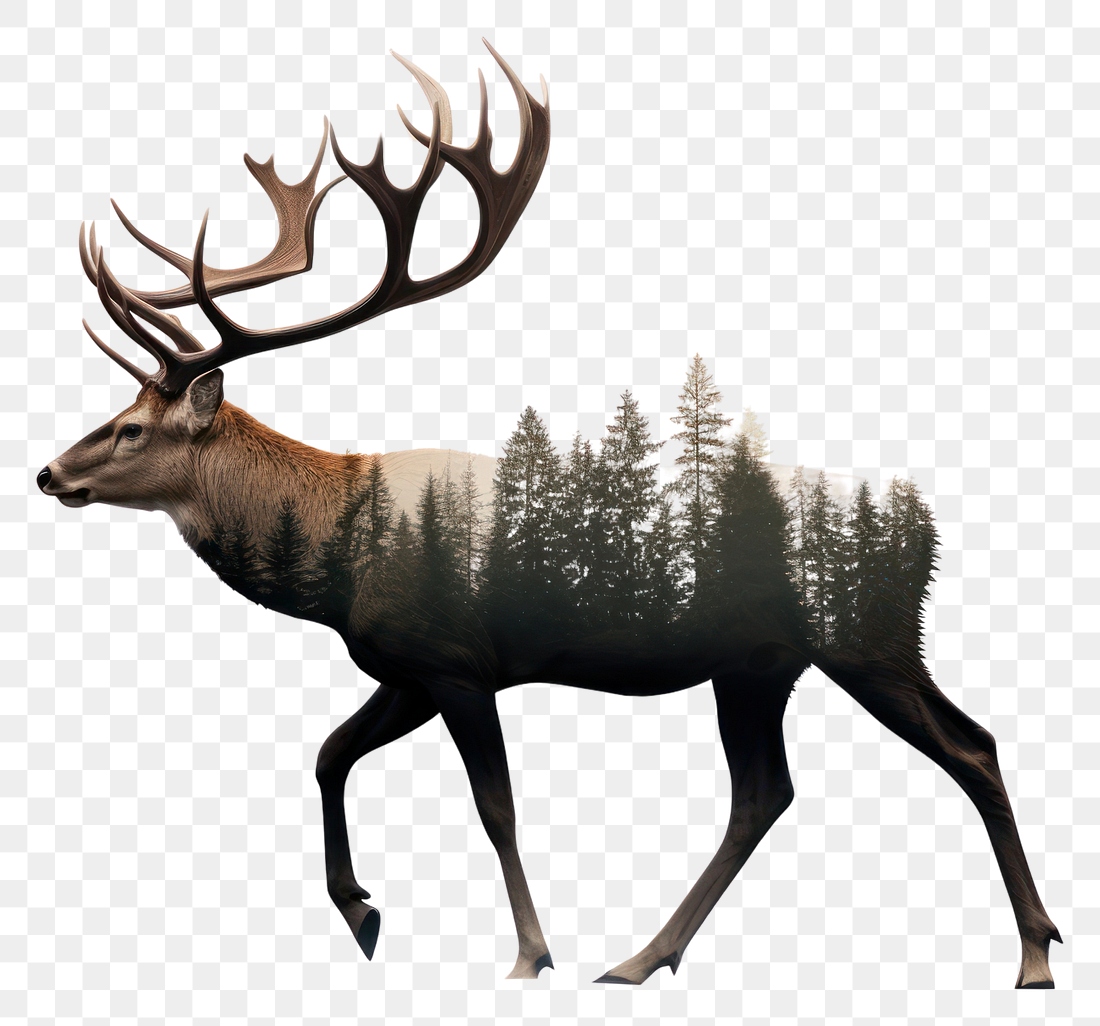 PNG Deer bending wildlife antler | Premium PNG - rawpixel