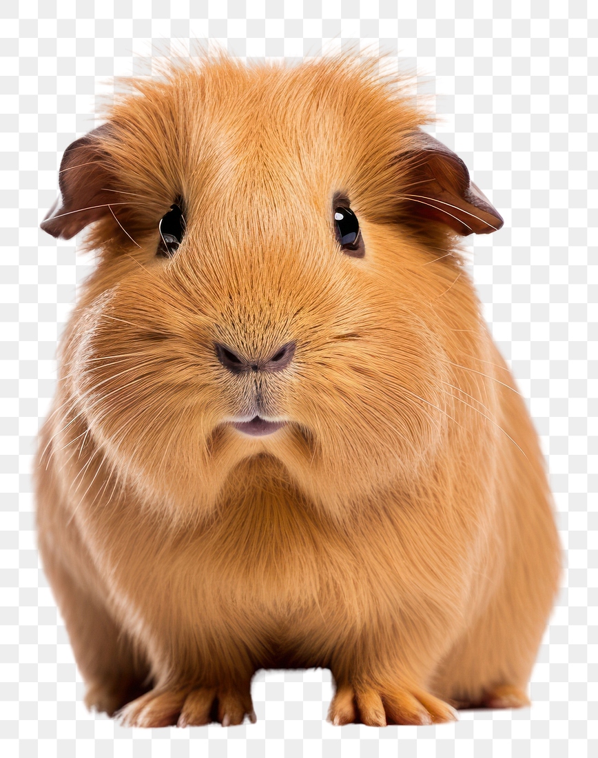 PNG Peruvian guinea pig hamster | Free PNG - rawpixel