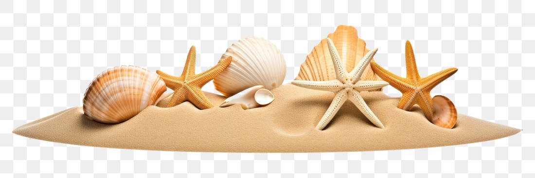 PNG Beach sand food white | Free PNG - rawpixel