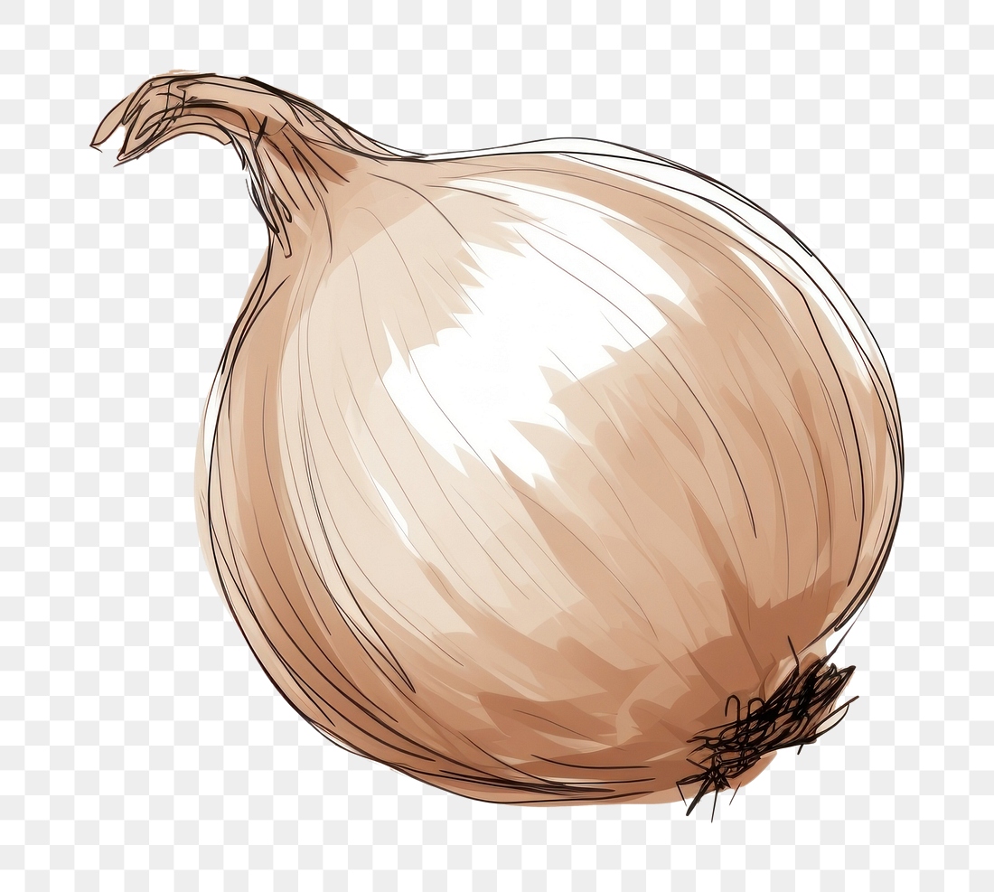 PNG Onion shallot drawing sketch. | Free PNG - rawpixel