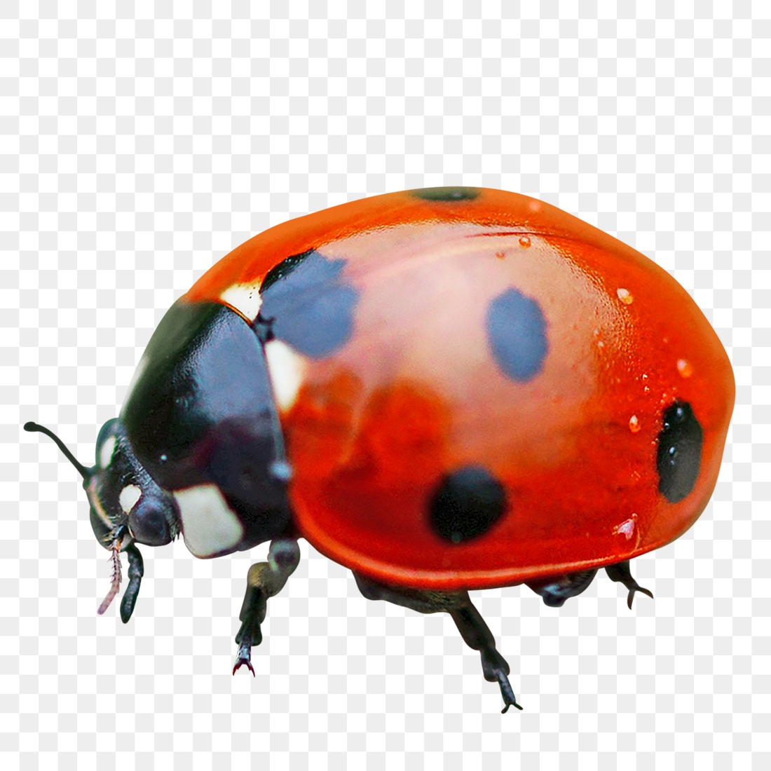 Ladybug png sticker, transparent background | Free PNG - rawpixel