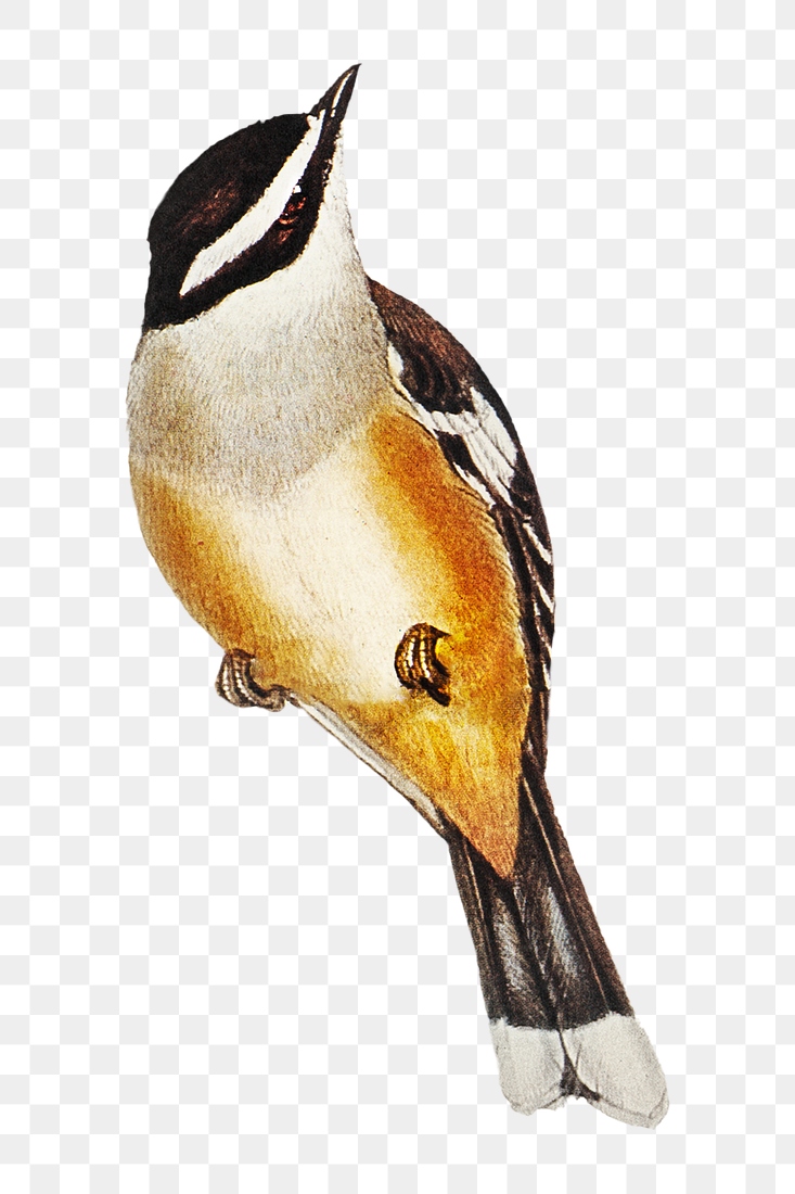 Buff-sided robin png bird sticker, | Premium PNG - rawpixel