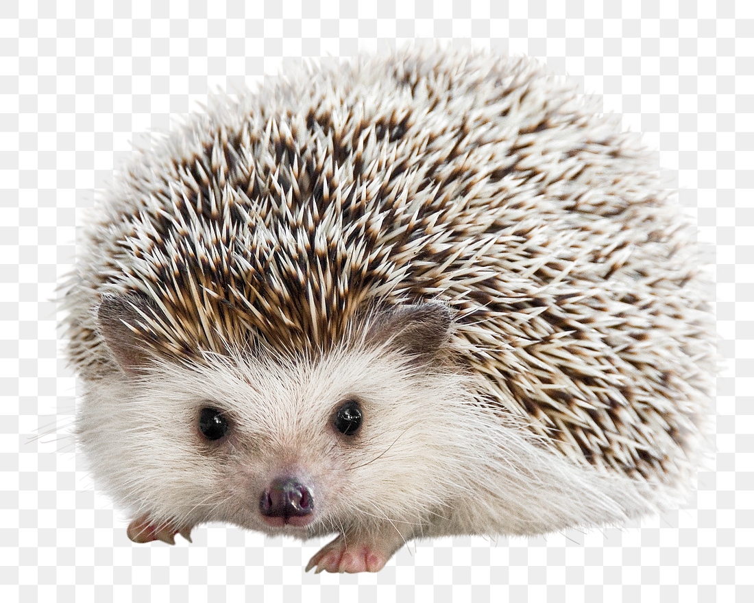 Hedgehog png collage element, transparent | Free PNG - rawpixel