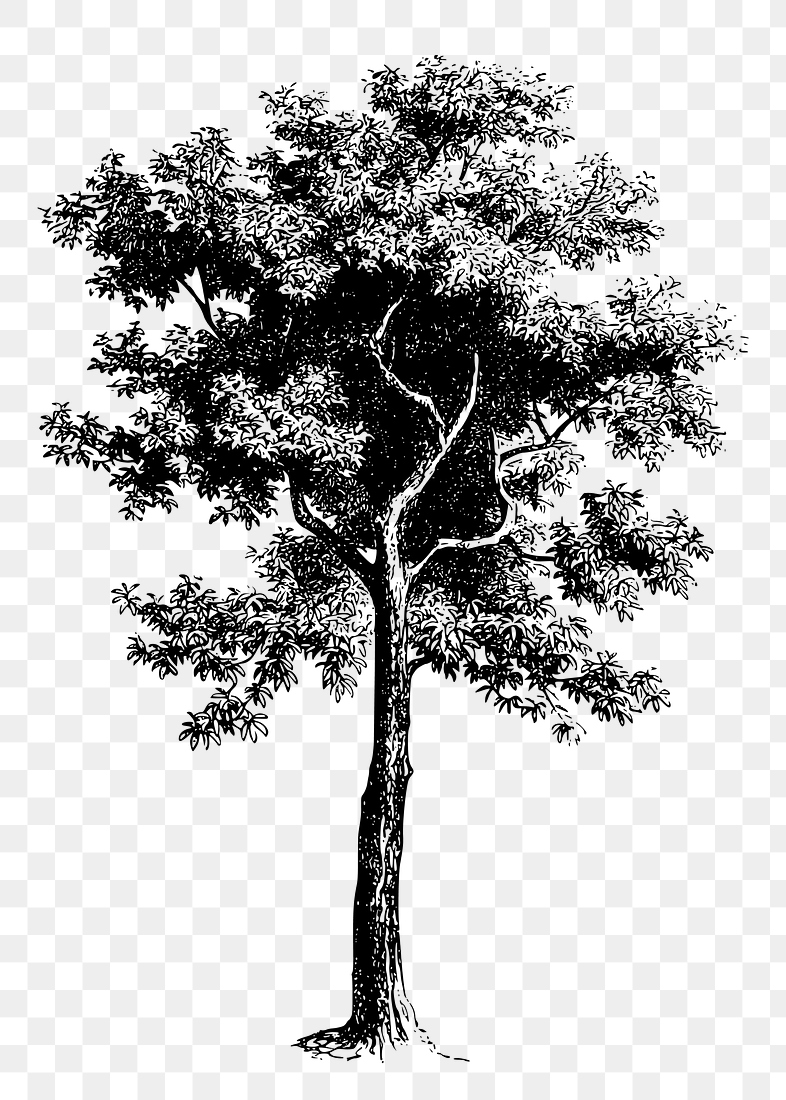 Hand drawn tree png clipart | Free PNG - rawpixel