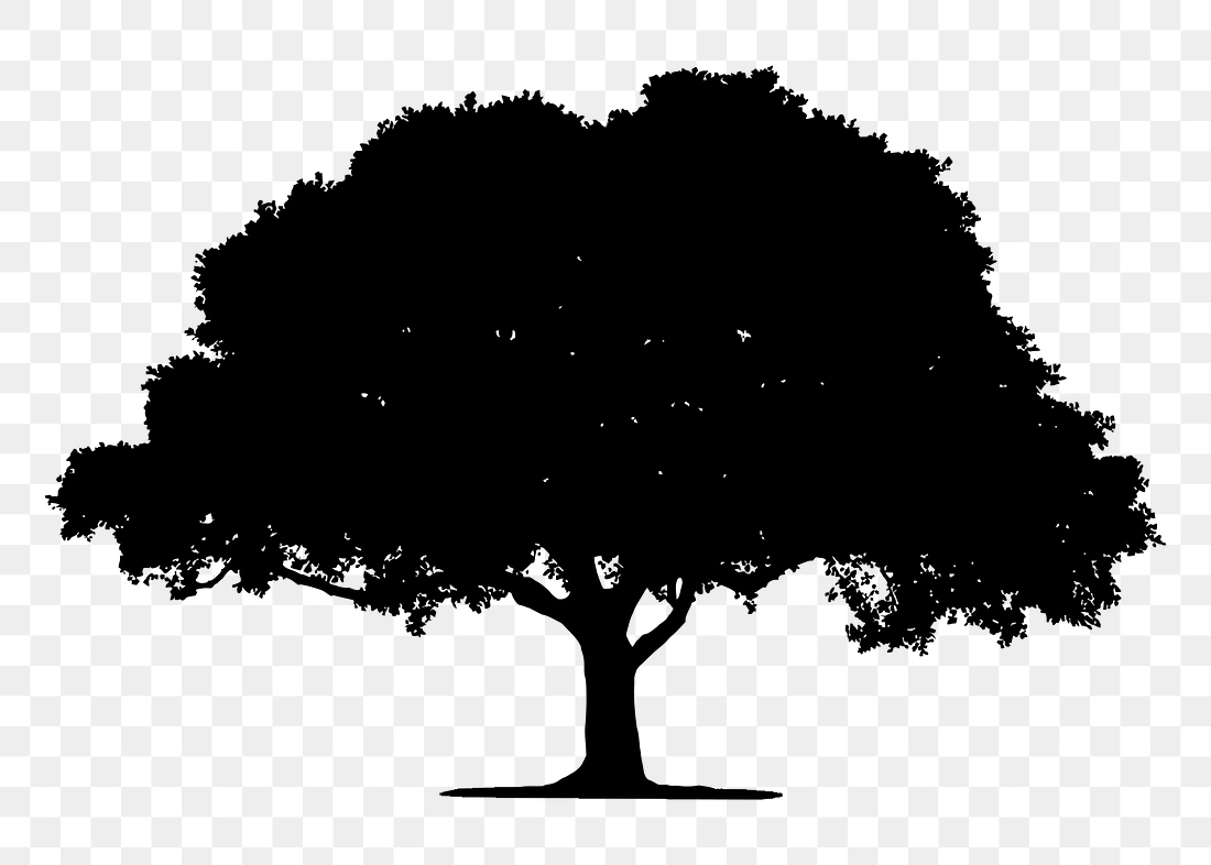 Oak tree png sticker nature | Free PNG - rawpixel