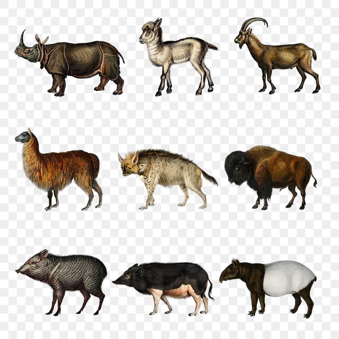 Vintage wild animal png set, | Premium PNG - rawpixel