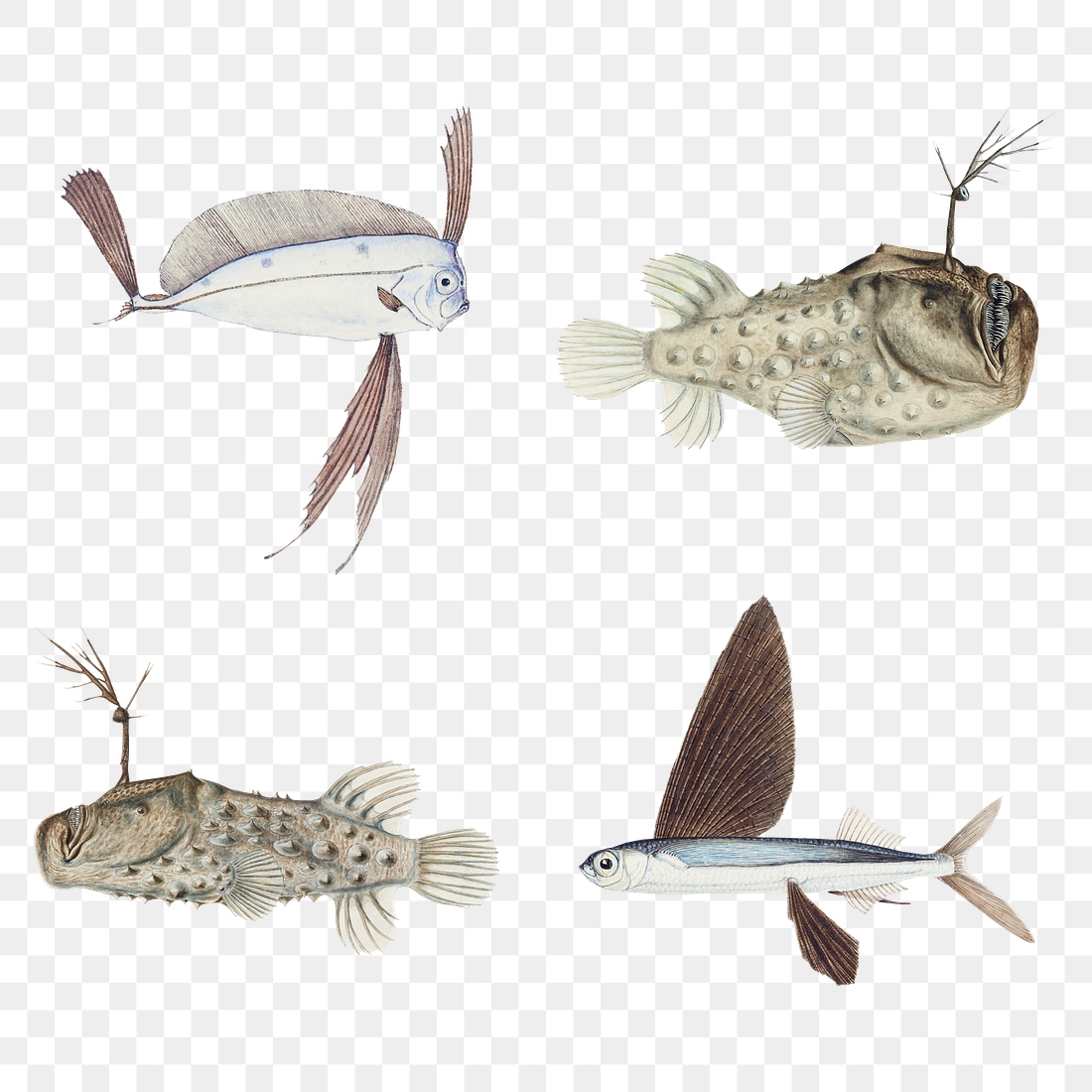 Vintage fish drawing png sea | Premium PNG - rawpixel