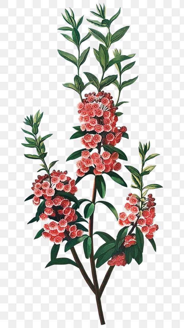 Kalmia flower sticker, vintage botanical | Premium PNG Sticker - rawpixel