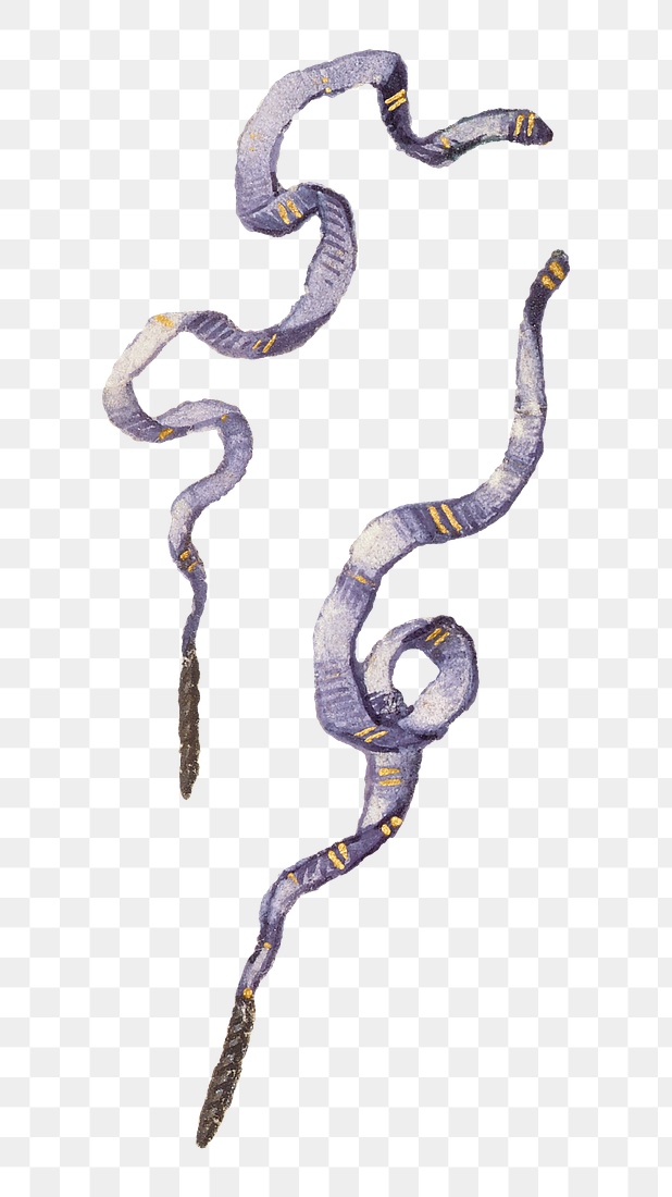 Png Victorian ribbon decorative object | Premium PNG Sticker - rawpixel