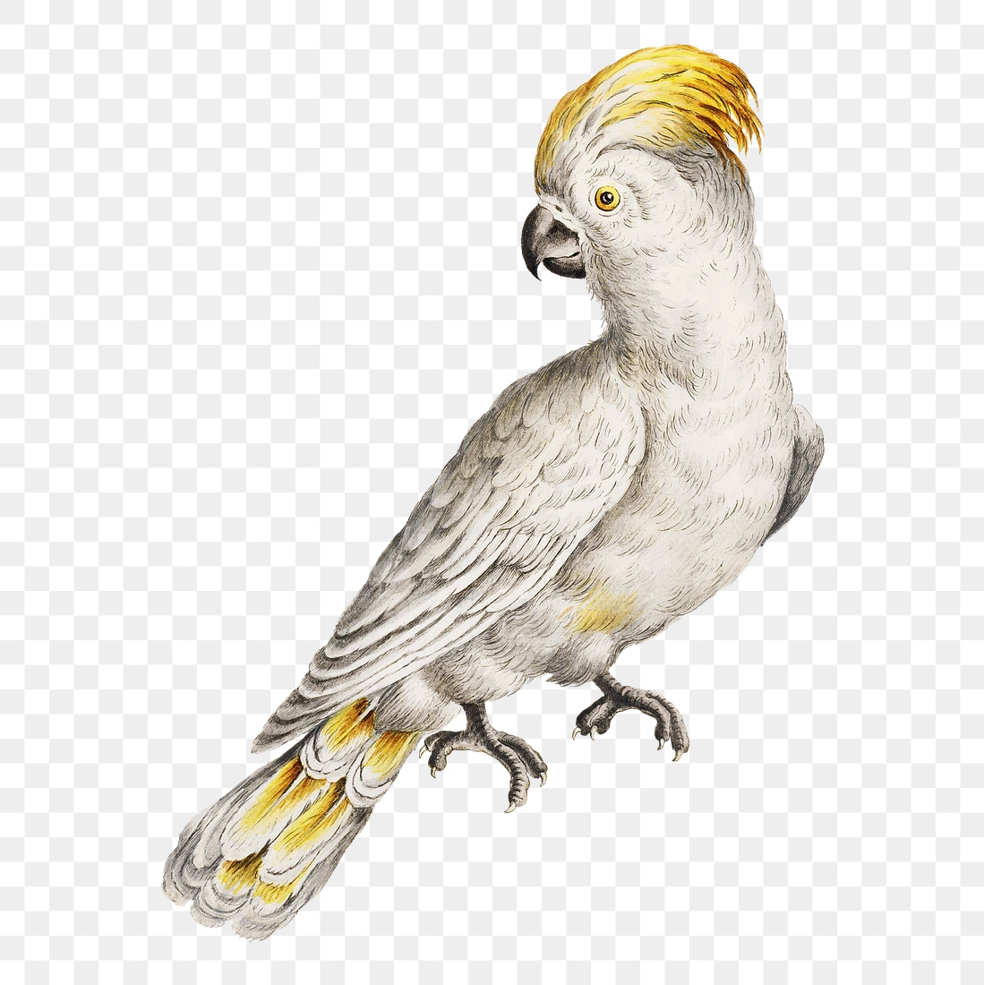 Cockatoo vintage illustration transparent png | Premium PNG Sticker ...