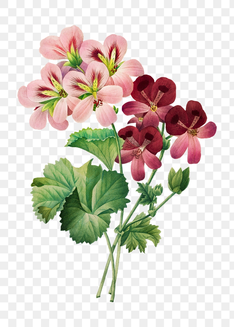 Geranium transparent png | Premium PNG Sticker - rawpixel