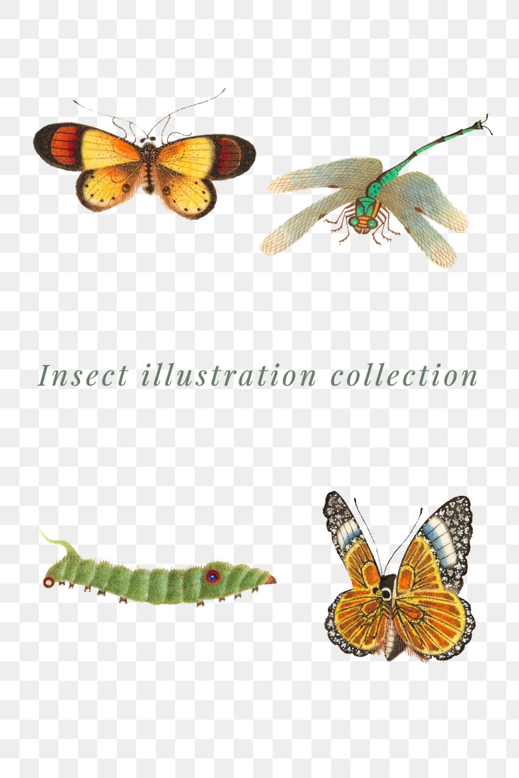 Insect png vintage illustration collection | Premium PNG - rawpixel